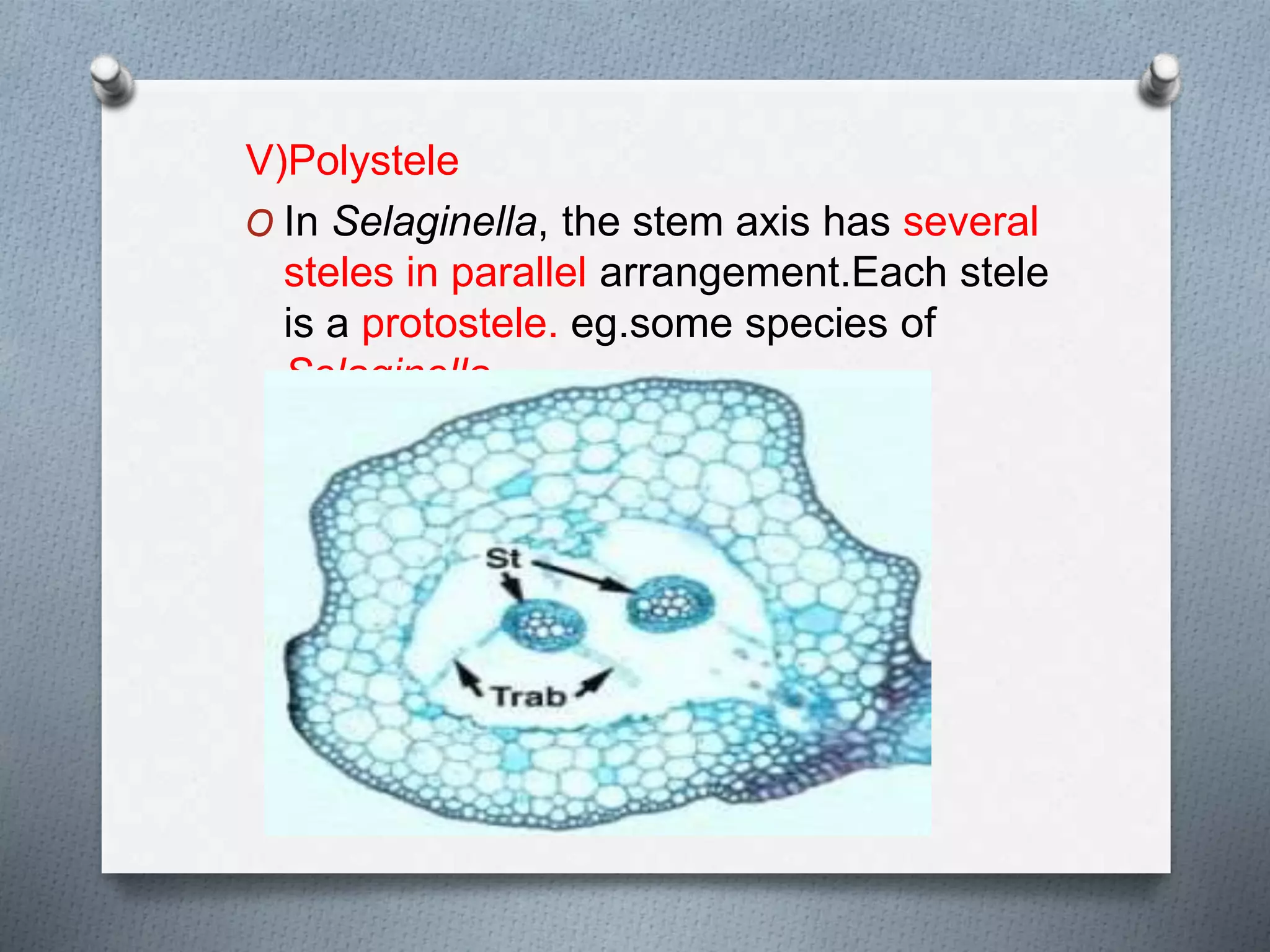 Stelar evolution in Pteridophytes-BOTANY | PPTX