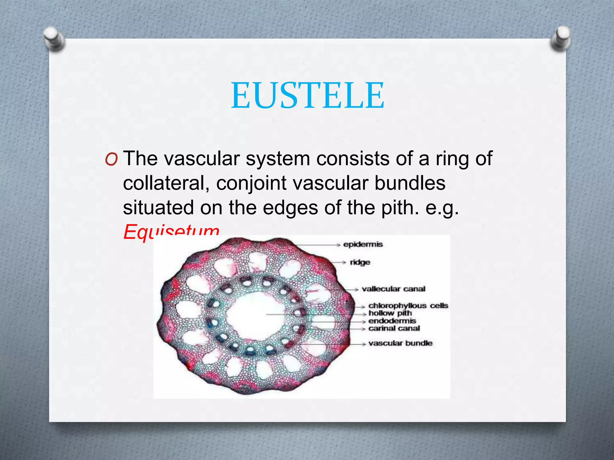 Stelar evolution in Pteridophytes-BOTANY | PPTX