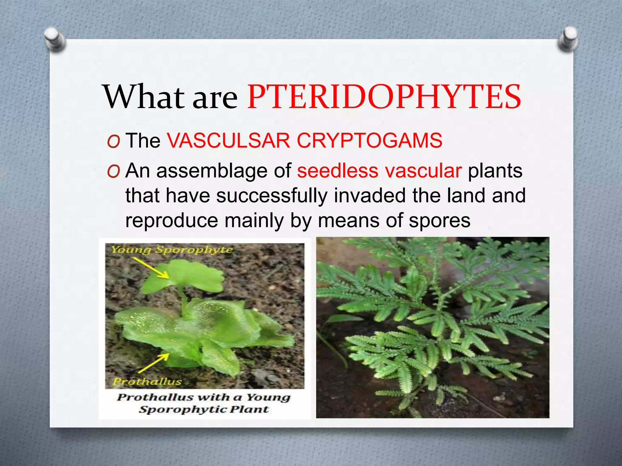 Stelar evolution in Pteridophytes-BOTANY | PPTX