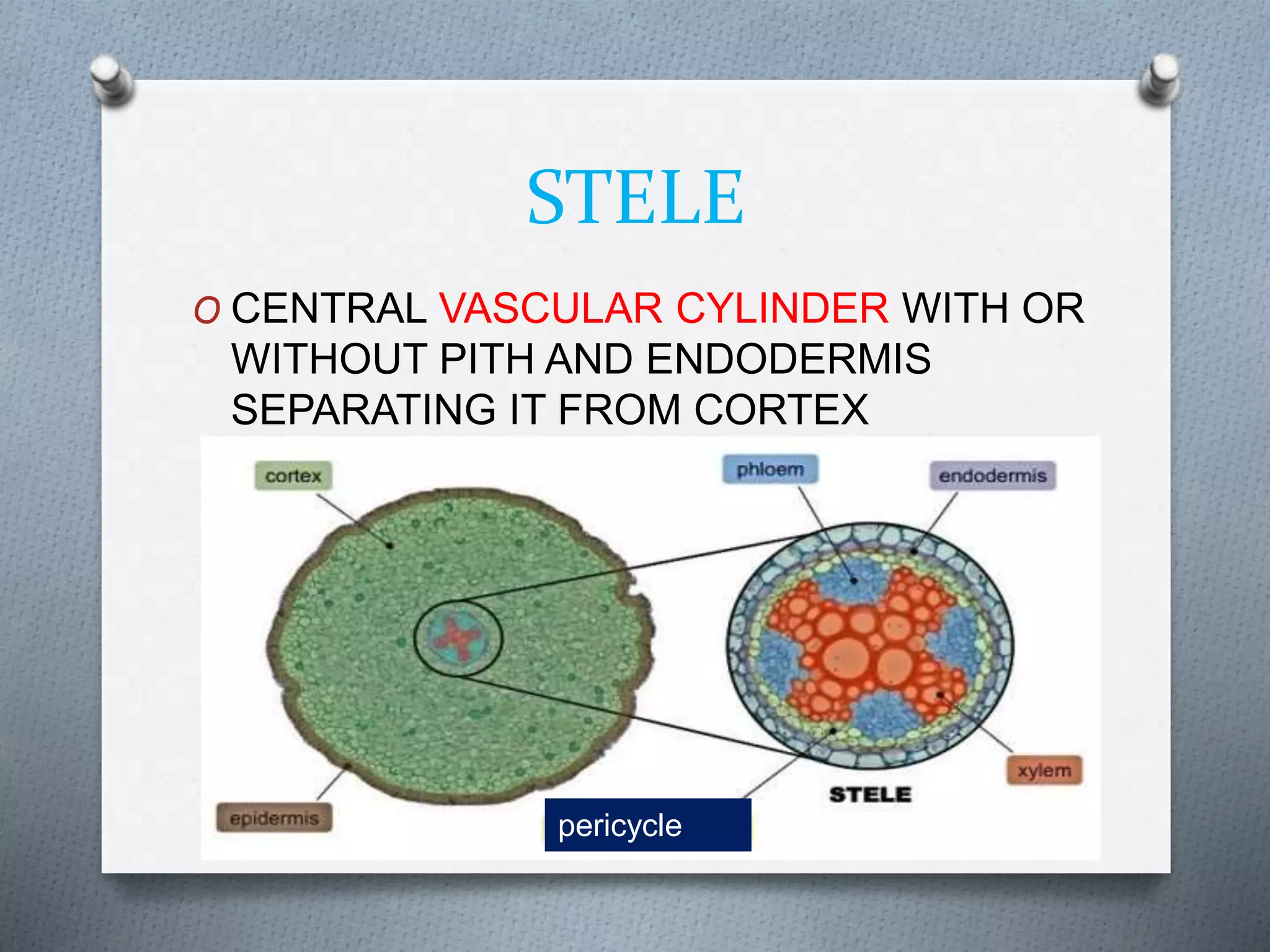 Stelar evolution in Pteridophytes-BOTANY | PPTX
