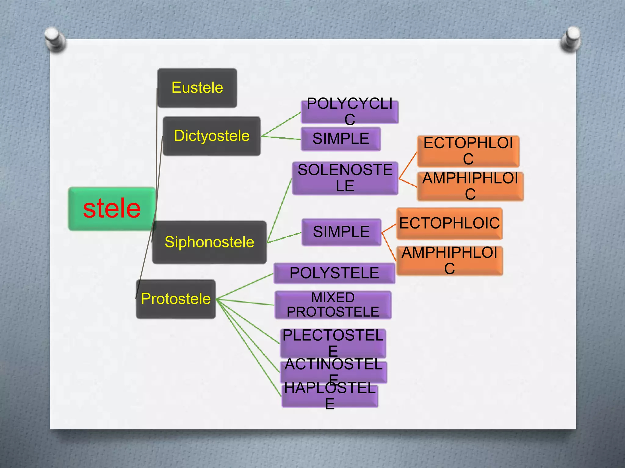 Stelar evolution in Pteridophytes-BOTANY | PPTX