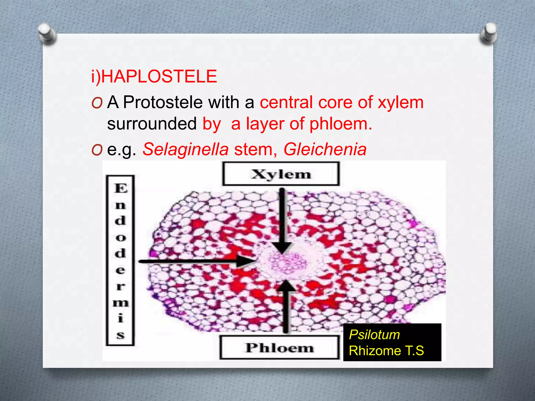 Stelar evolution in Pteridophytes-BOTANY | PPTX