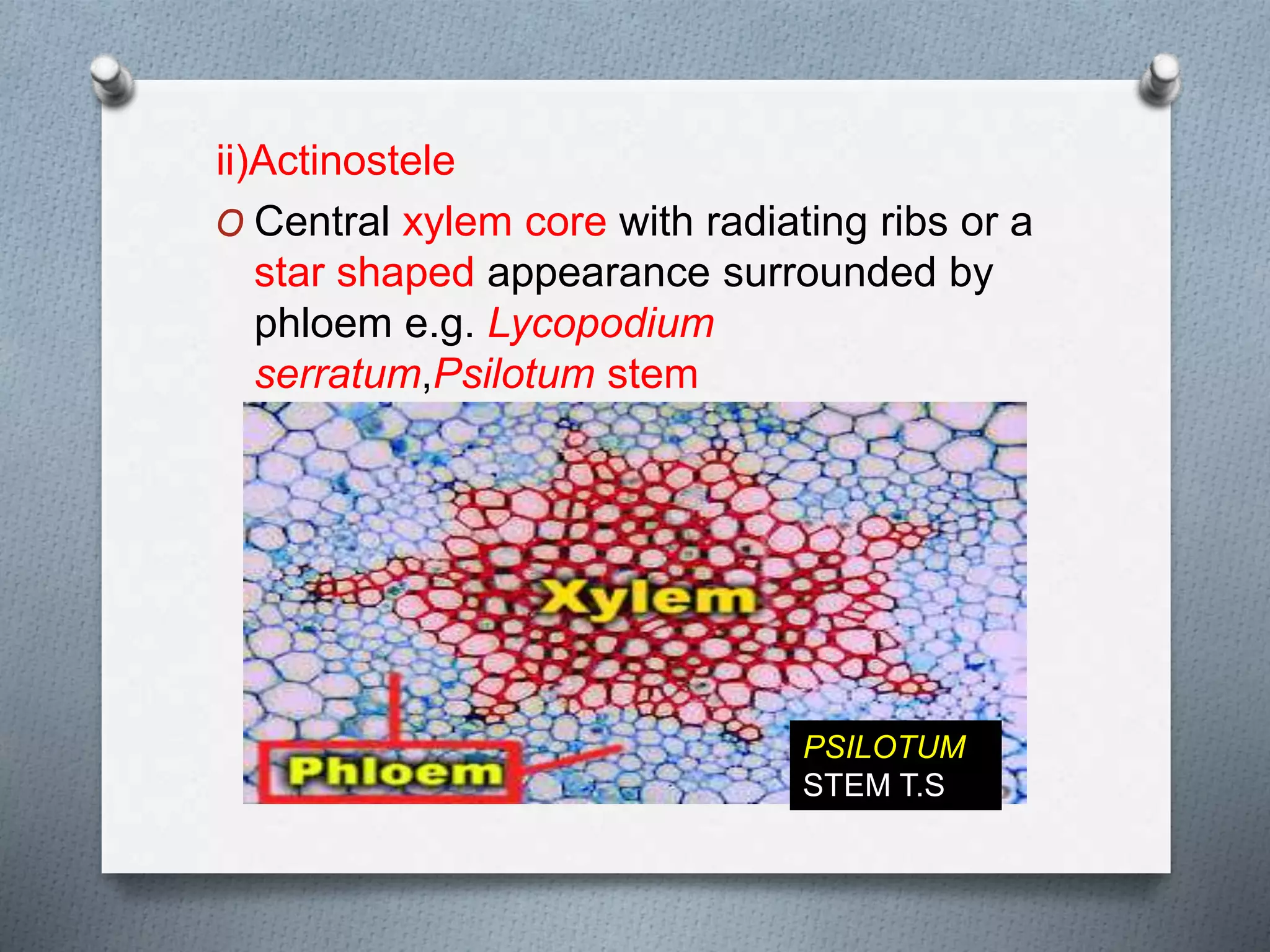 Stelar evolution in Pteridophytes-BOTANY | PPTX