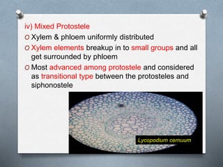 Stelar evolution in Pteridophytes-BOTANY | PPTX