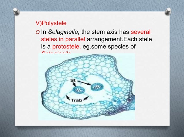 Stelar evolution in Pteridophytes-BOTANY | PPTX