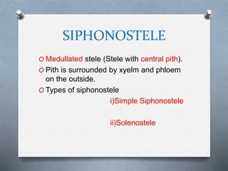 Stelar evolution in Pteridophytes-BOTANY | PPTX