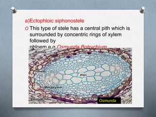 Stelar evolution in Pteridophytes-BOTANY | PPTX