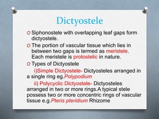 Stelar evolution in Pteridophytes-BOTANY | PPTX