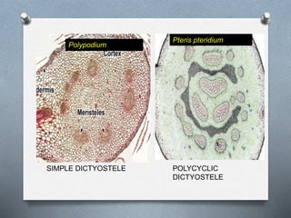 Stelar evolution in Pteridophytes-BOTANY | PPTX