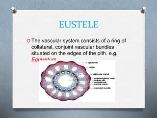 Stelar evolution in Pteridophytes-BOTANY | PPTX