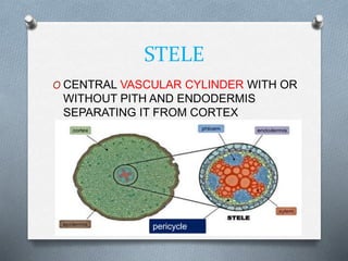 Stelar evolution in Pteridophytes-BOTANY | PPTX