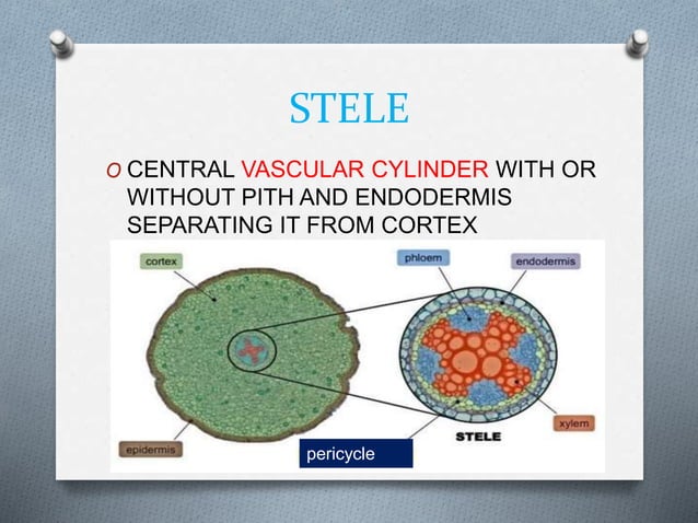 Stelar evolution in Pteridophytes-BOTANY | PPTX