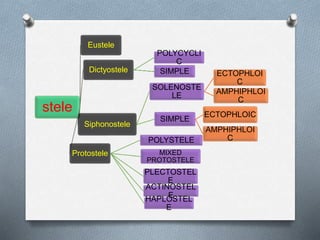 Stelar evolution in Pteridophytes-BOTANY | PPTX
