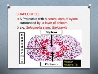 Stelar evolution in Pteridophytes-BOTANY | PPTX