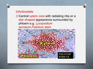 Stelar evolution in Pteridophytes-BOTANY | PPTX