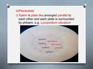 Stelar evolution in Pteridophytes-BOTANY | PPTX