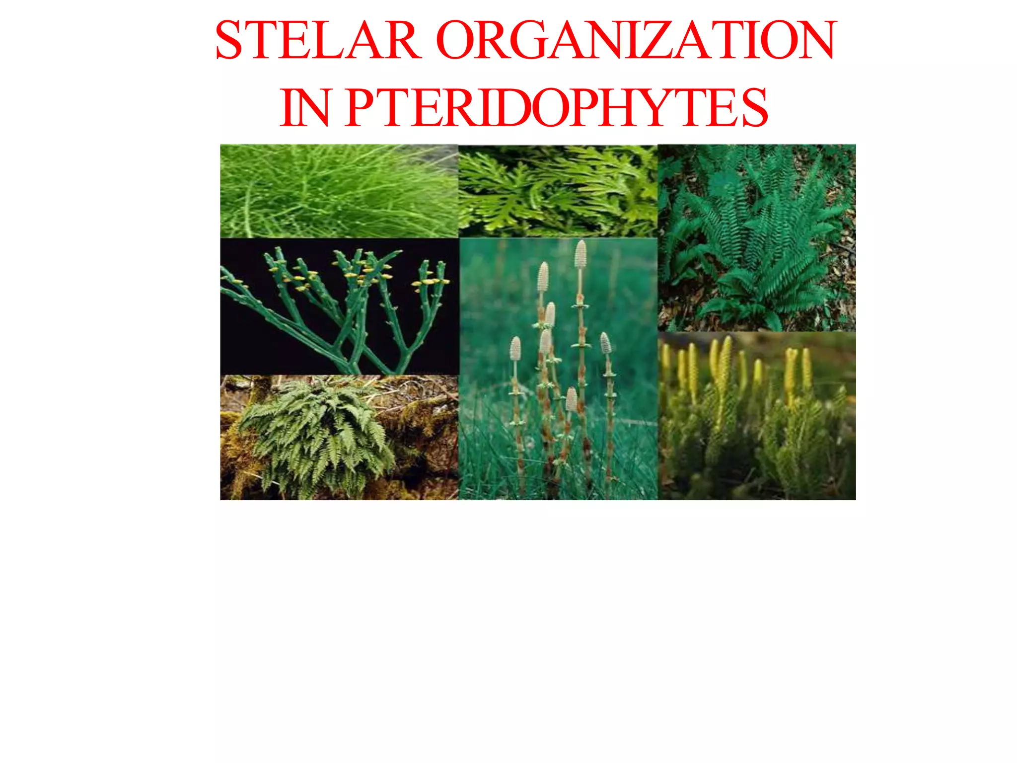 Stelar organization (1).pptx