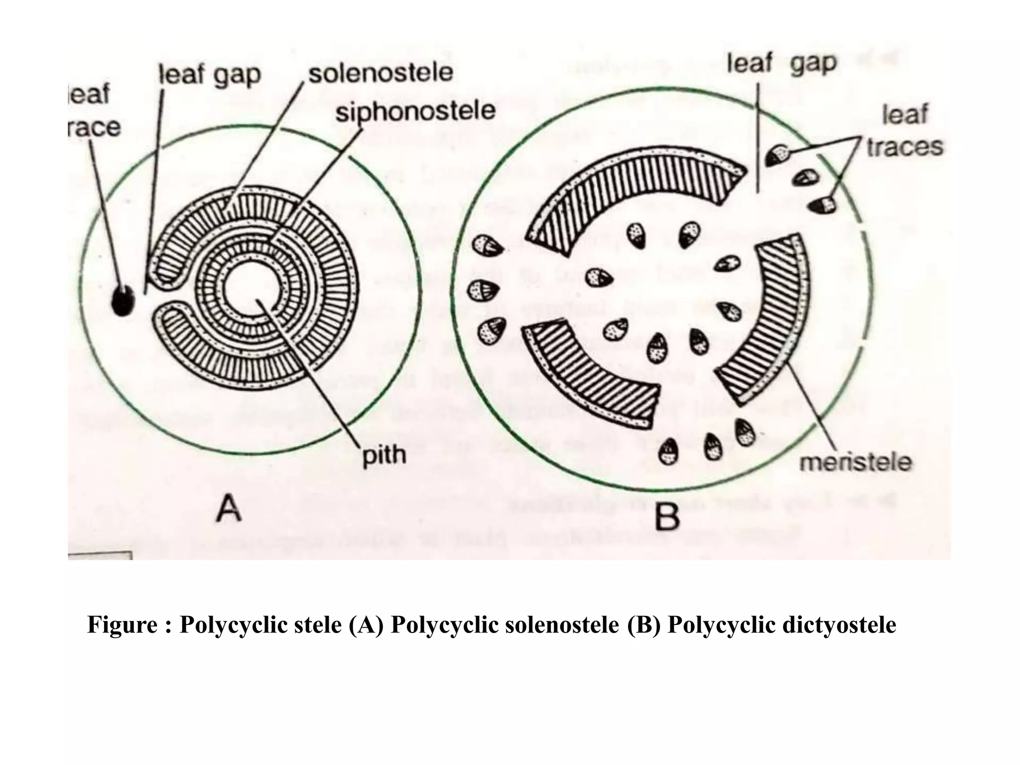 Stelar organization (1).pptx