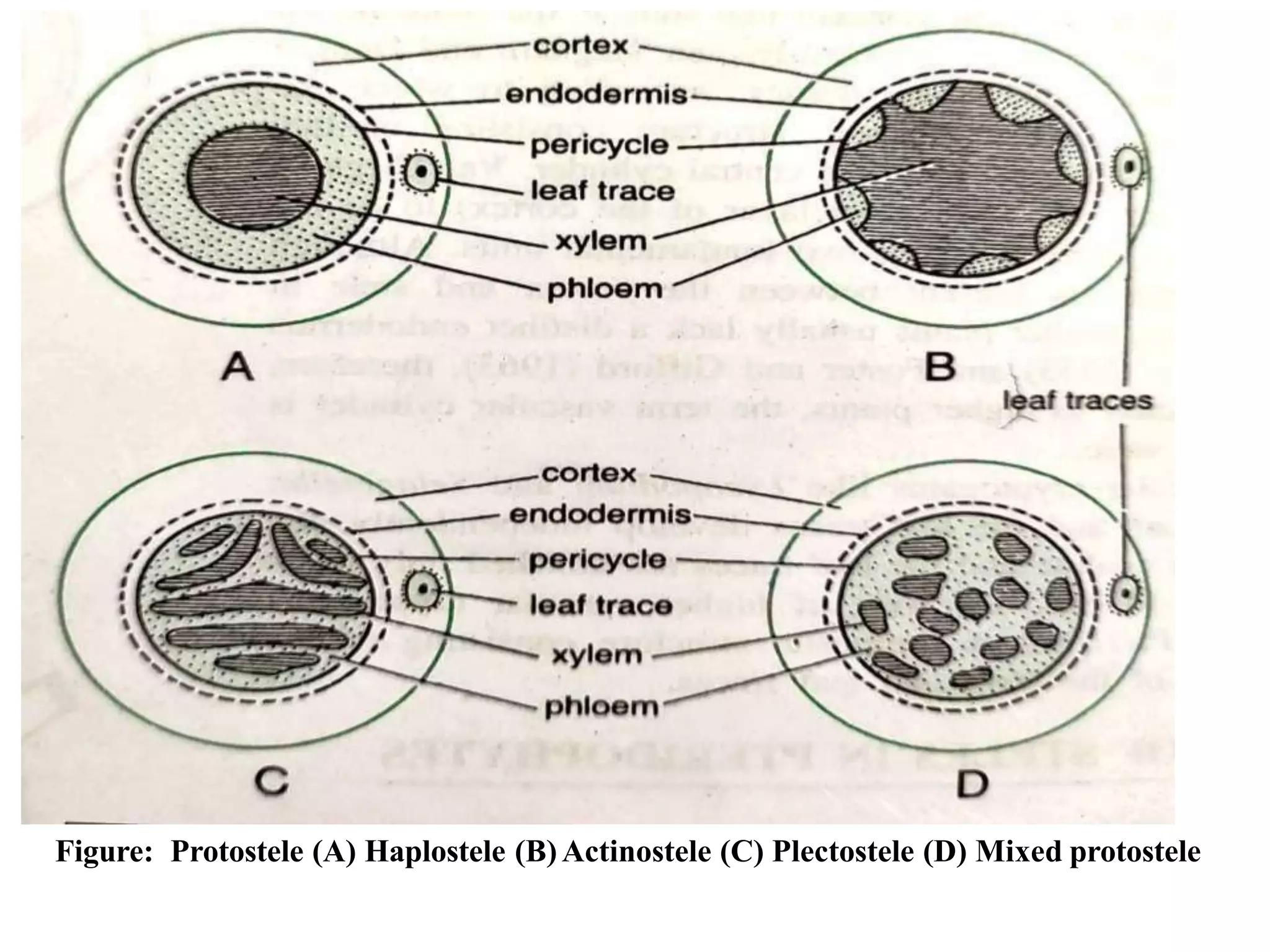 Stelar organization (1).pptx