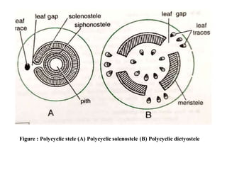 Stelar organization (1).pptx