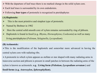 Stelar organization (1).pptx