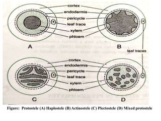 Stelar organization (1).pptx