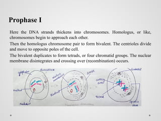 Meiosis and its phases along with checkpoint.pptx