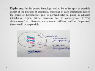 Meiosis and its phases along with checkpoint.pptx