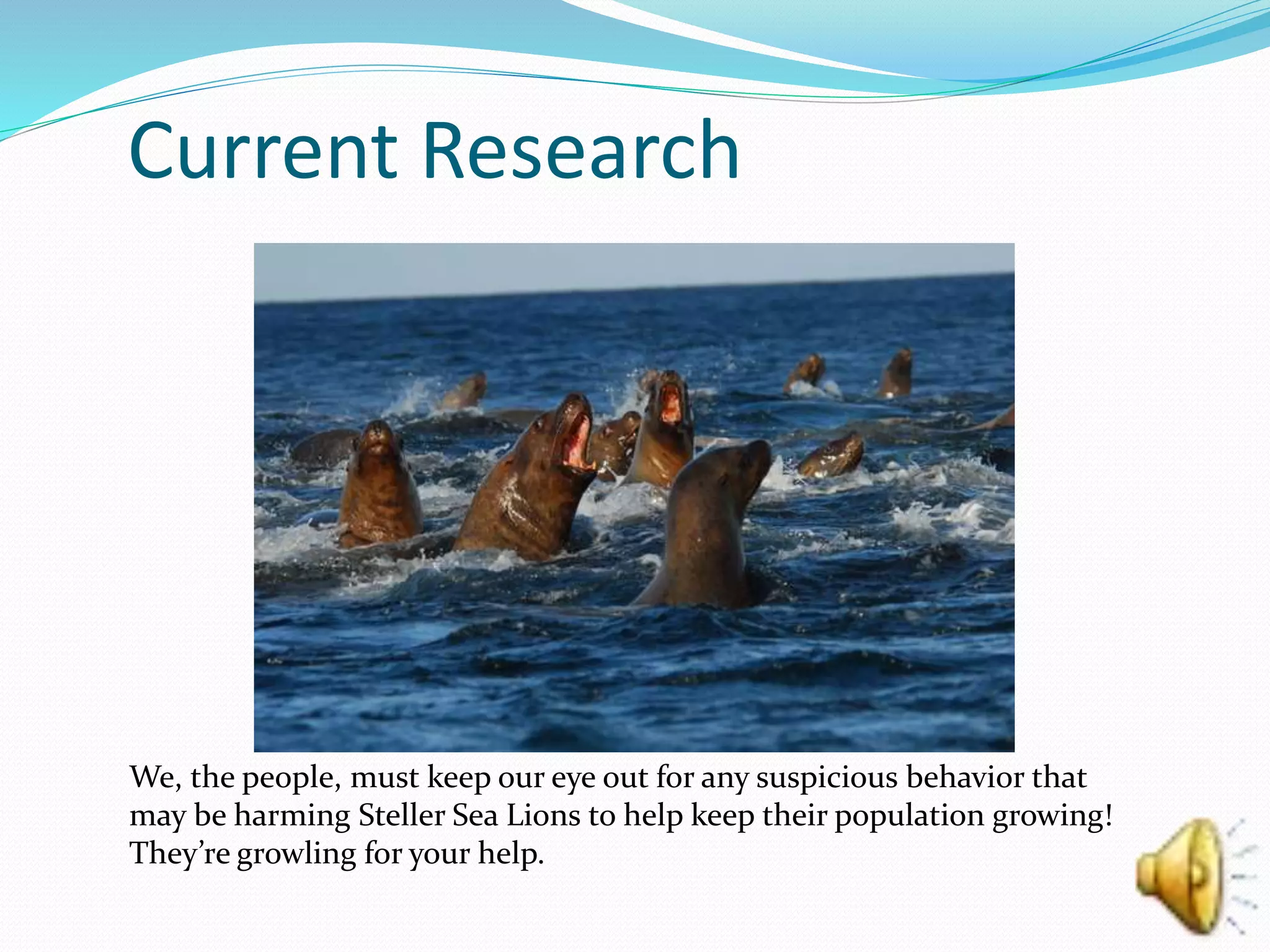 Stellar Sea Lions | PPTX