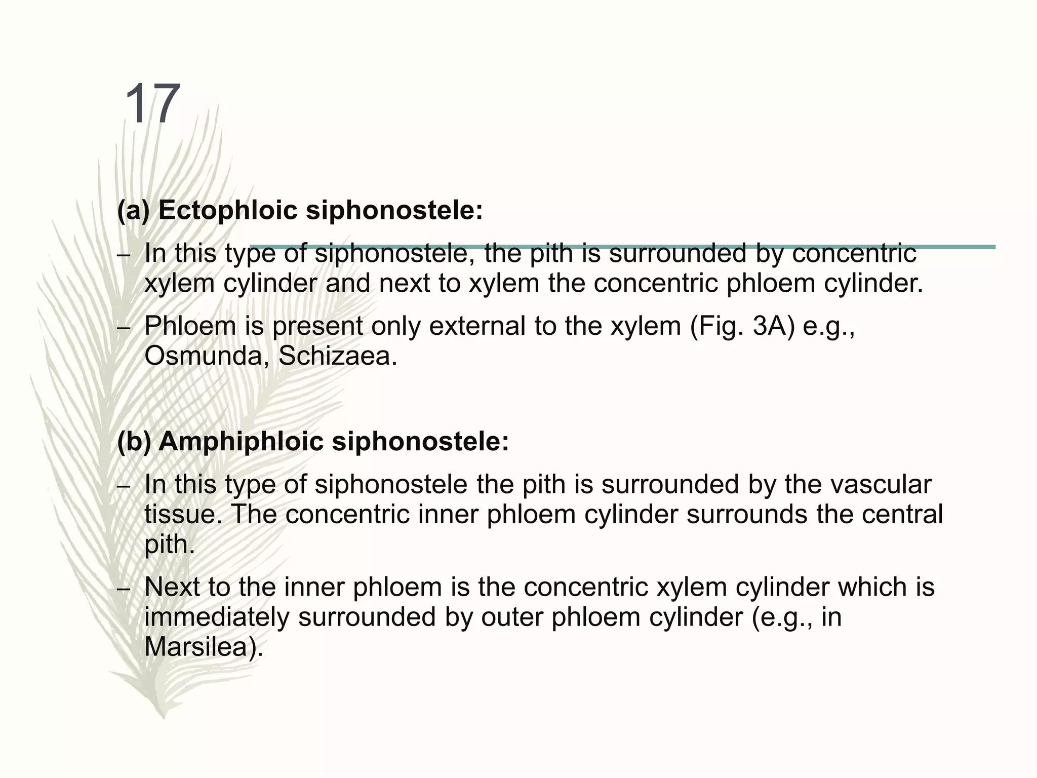 Stelar System, Stele, its types and evolution(edited) | PPTX