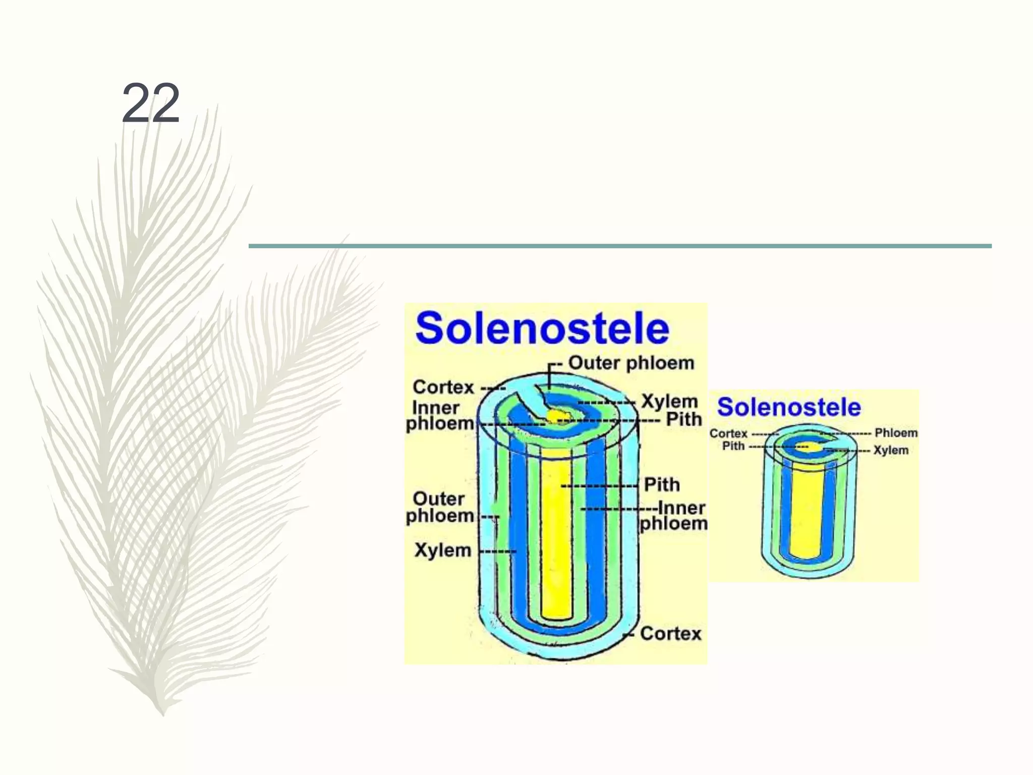 Stelar System, Stele, its types and evolution(edited) | PPT