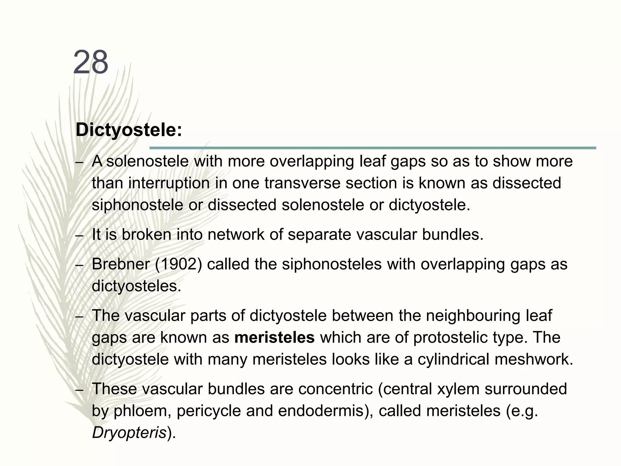 Stelar System, Stele, its types and evolution(edited) | PPTX