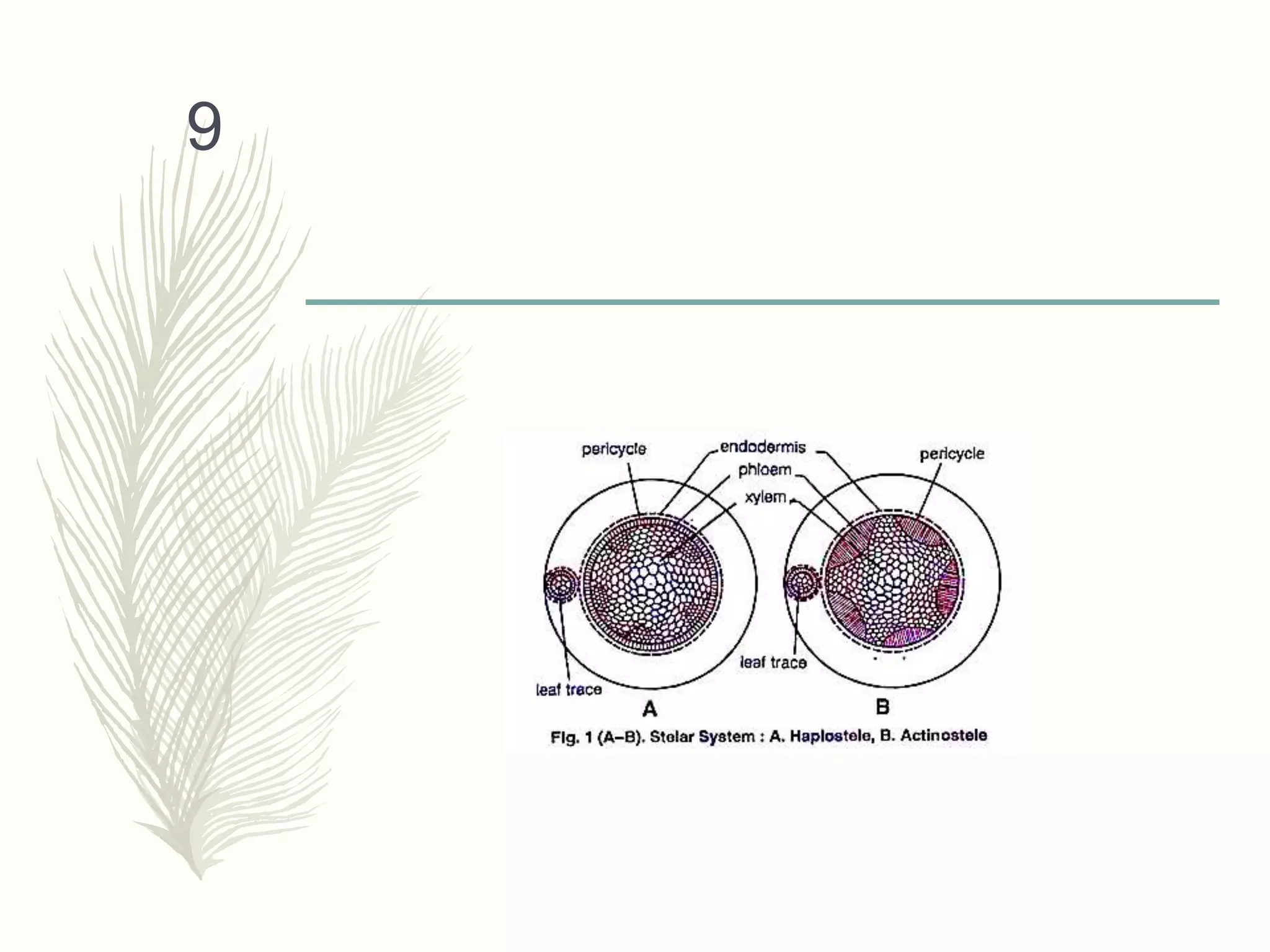 Stelar System, Stele, its types and evolution(edited) | PPT