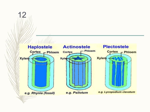 Stelar System, Stele, its types and evolution(edited) | PPT