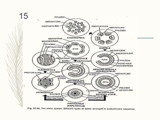 Stelar System, Stele, its types and evolution(edited) | PPTX