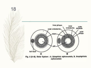 Stelar System, Stele, its types and evolution(edited) | PPT