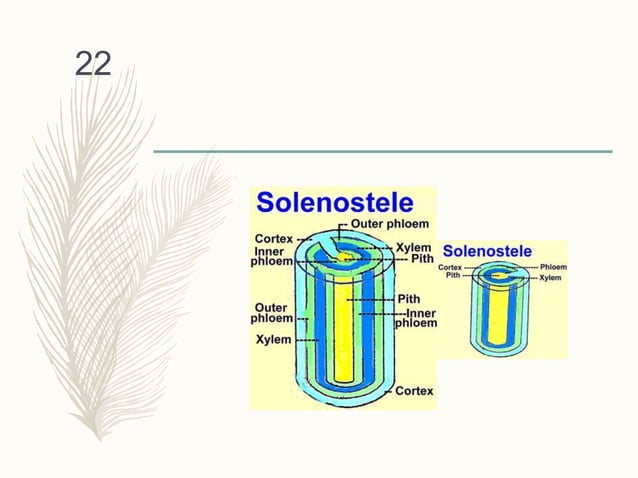 Stelar System, Stele, its types and evolution(edited) | PPT