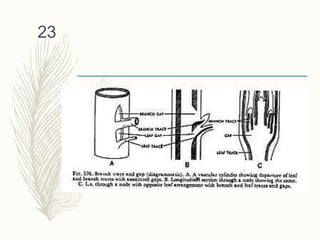 Stelar System, Stele, its types and evolution(edited) | PPT