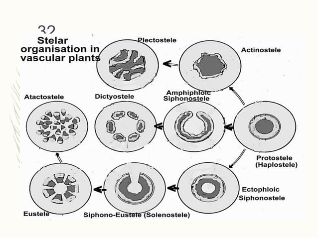 Stelar System, Stele, its types and evolution(edited) | PPT