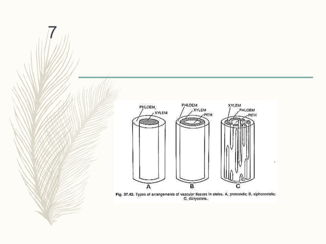 Stelar System, Stele, its types and evolution(edited) | PPT