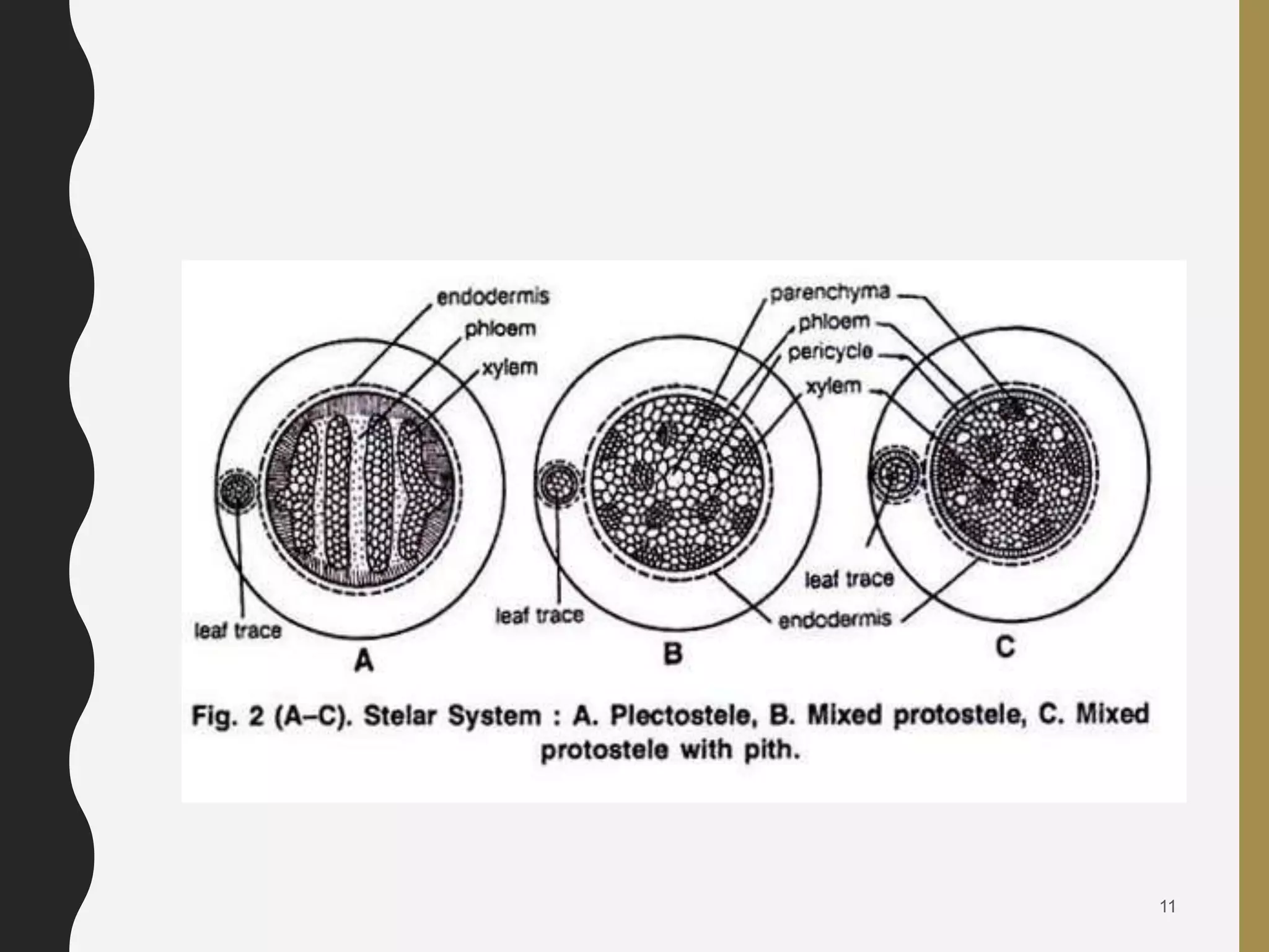 Stelar System, Stele, its types and evolution | PPTX
