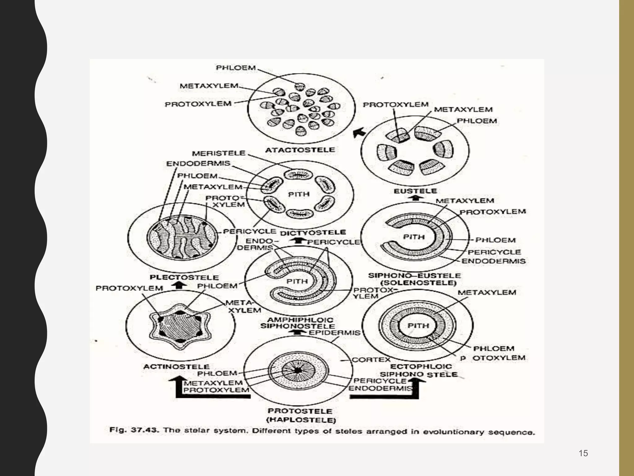 Stelar System, Stele, its types and evolution | PPTX