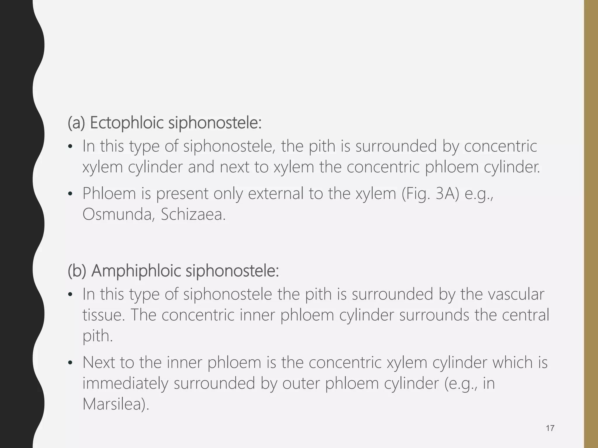 Stelar System, Stele, its types and evolution | PPTX