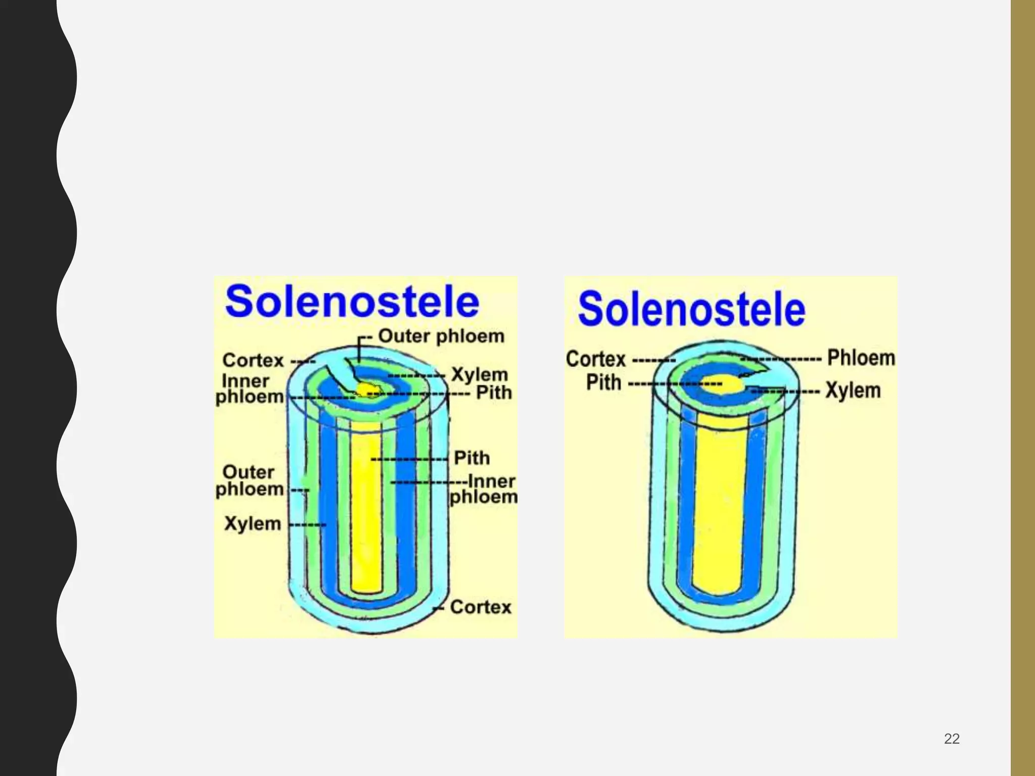 Stelar System, Stele, its types and evolution | PPTX
