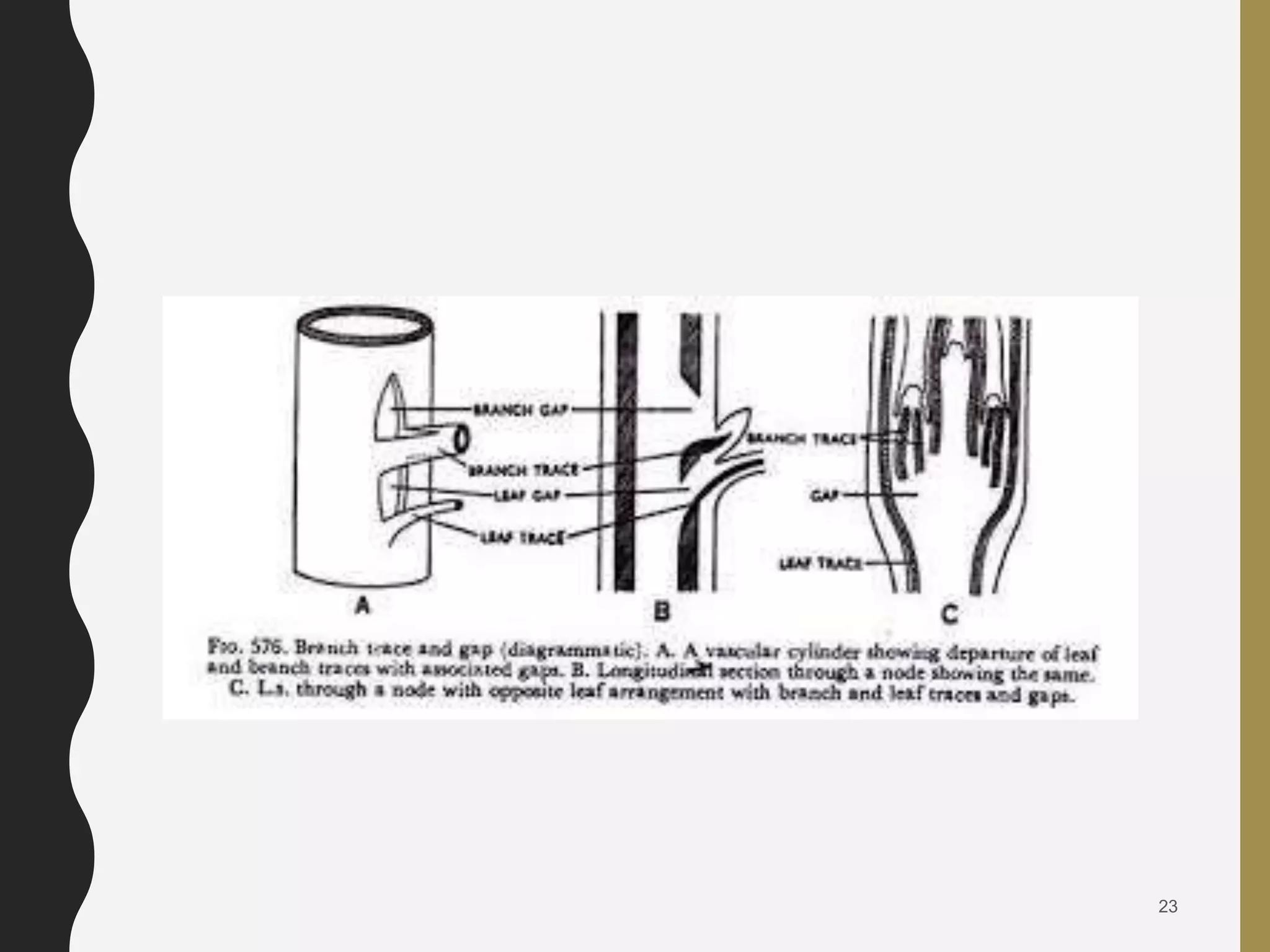 Stelar System, Stele, its types and evolution | PPTX