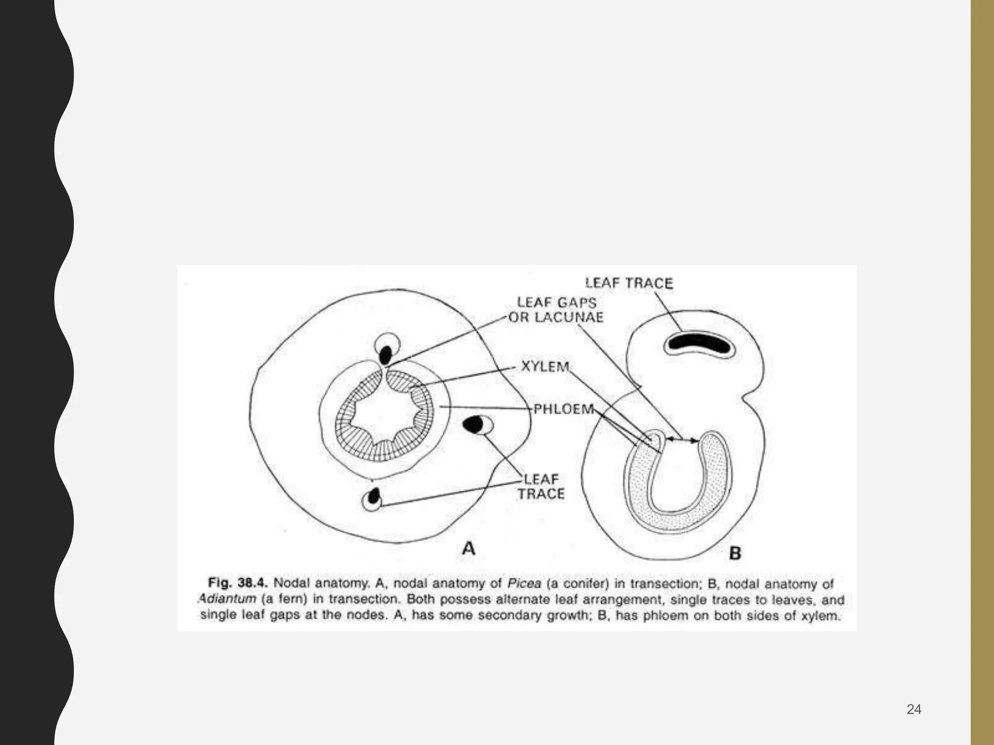 Stelar System, Stele, its types and evolution | PPTX