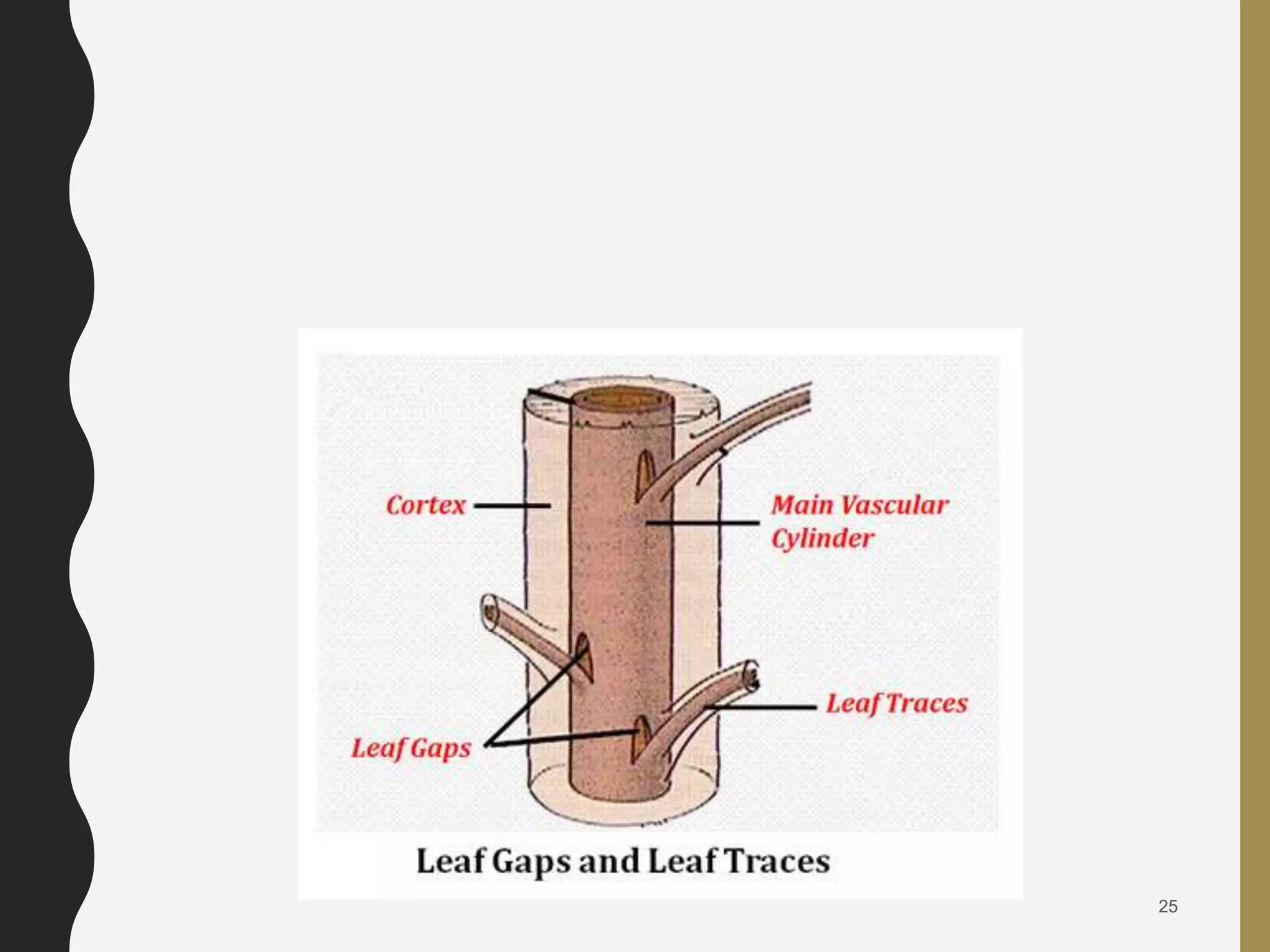 Stelar System, Stele, its types and evolution | PPTX