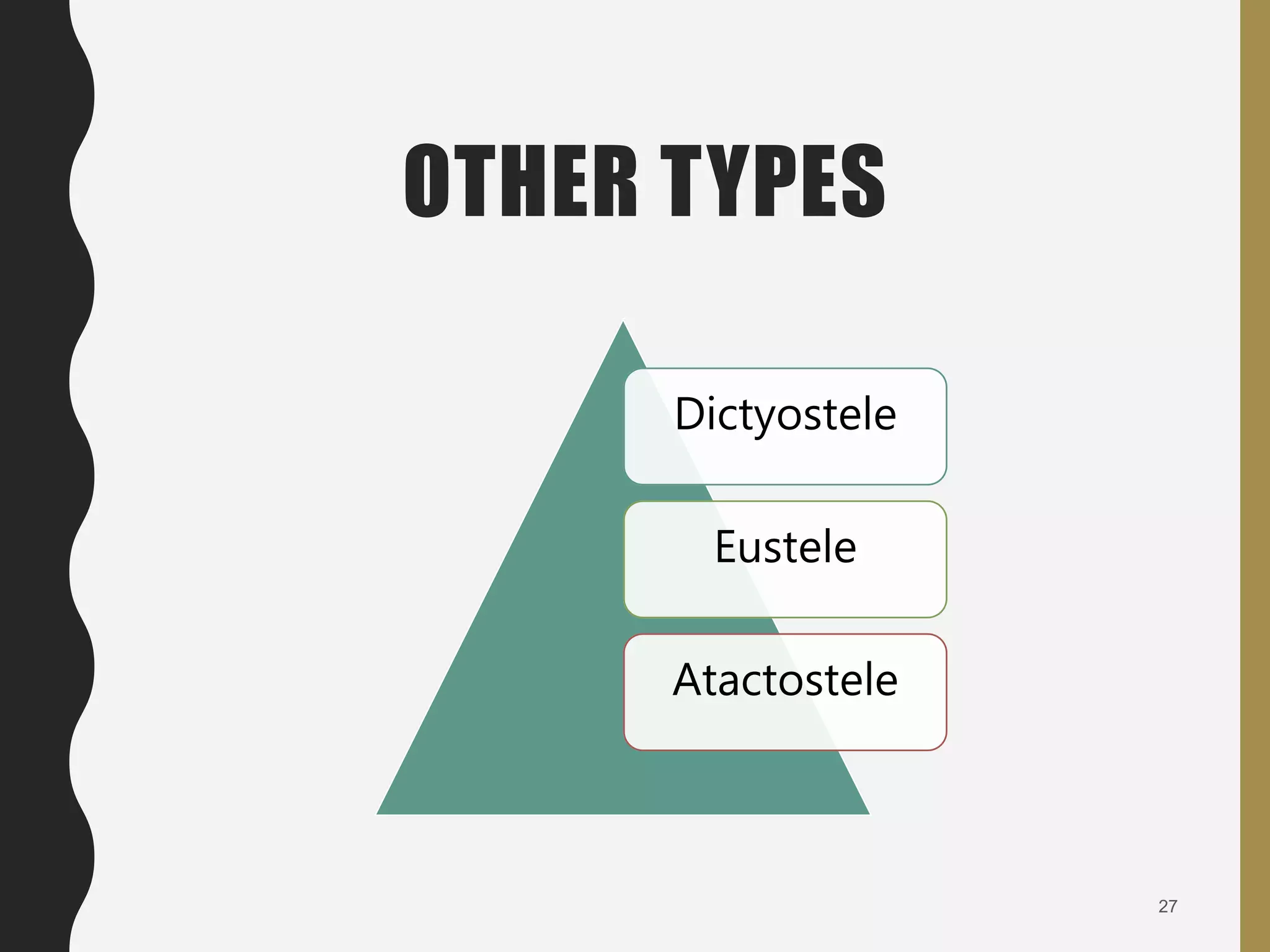 Stelar System, Stele, its types and evolution | PPTX