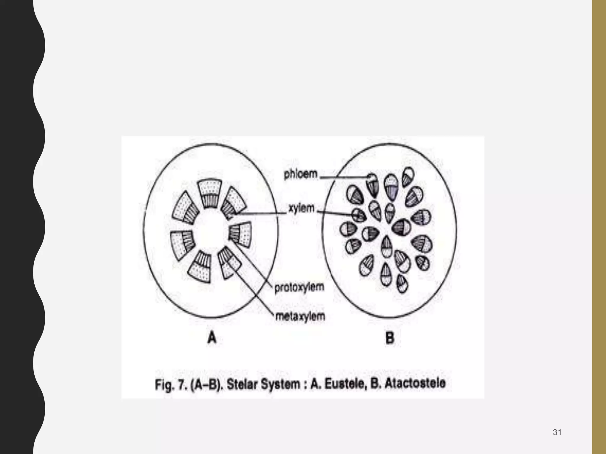 Stelar System, Stele, its types and evolution | PPTX