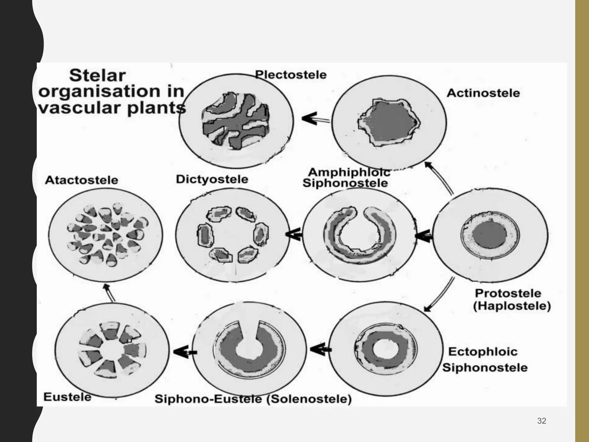 Stelar System, Stele, its types and evolution | PPTX